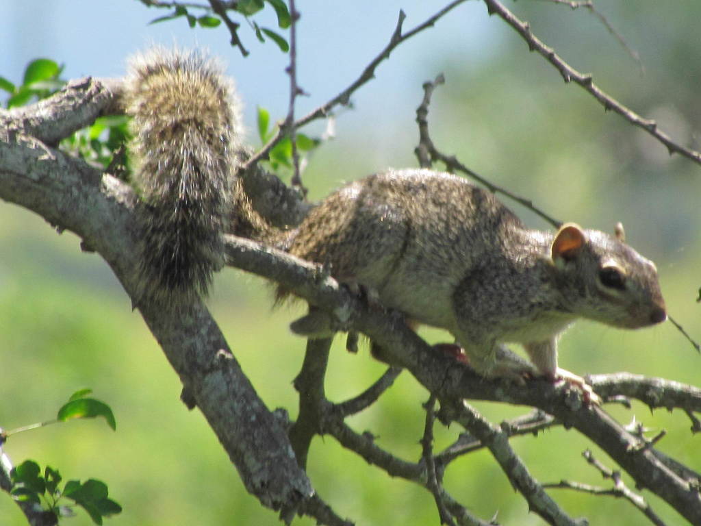 Ring-tailed Ground Squirrel (Notocitellus annulatus) - Know Your Mammals