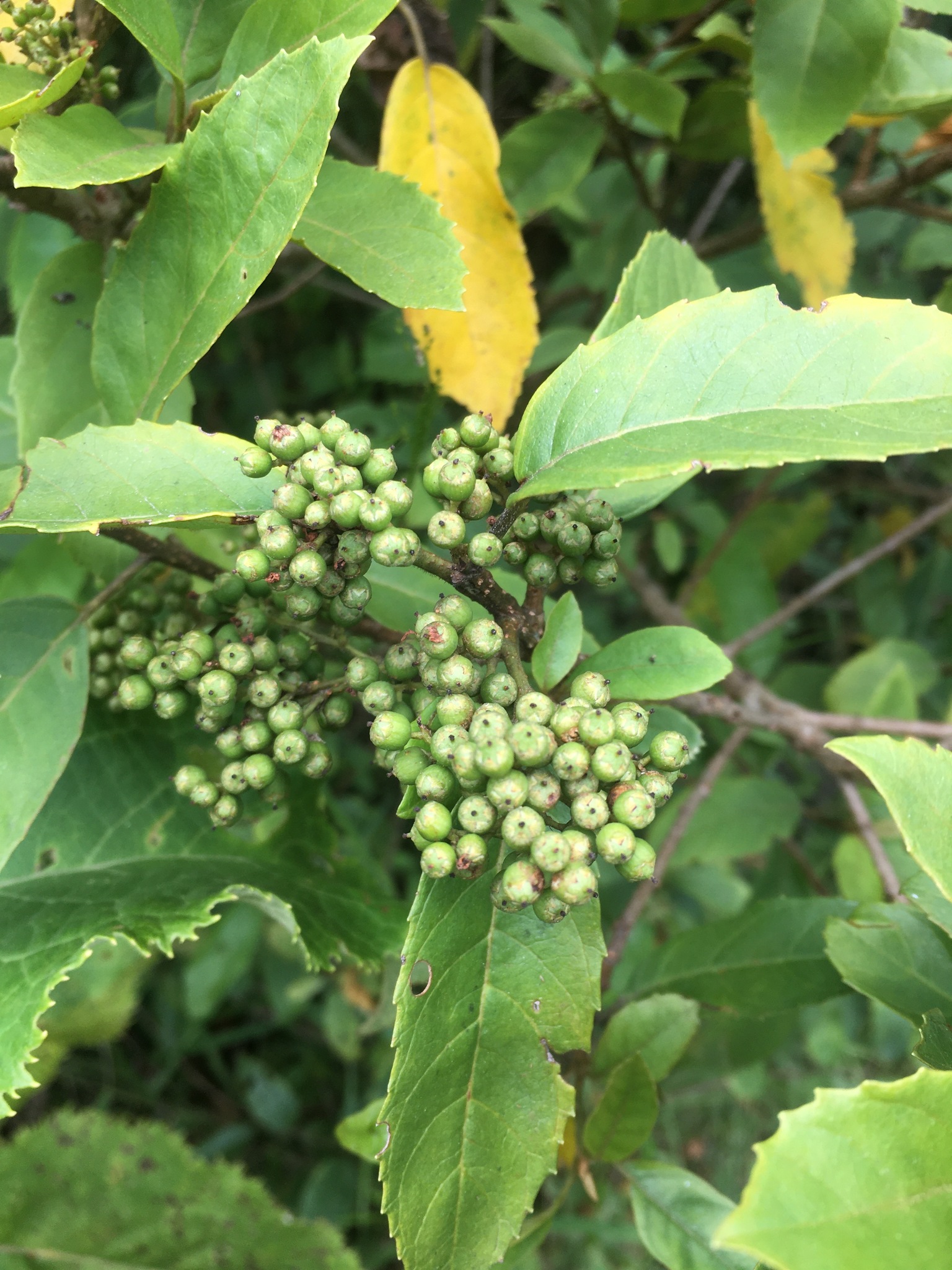 Maesa lanceolata Forssk.