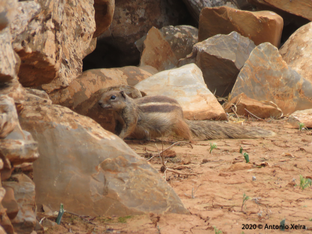 Barbary Ground Squirrel from Tiznit Province, Morocco on March 5, 2020 ...