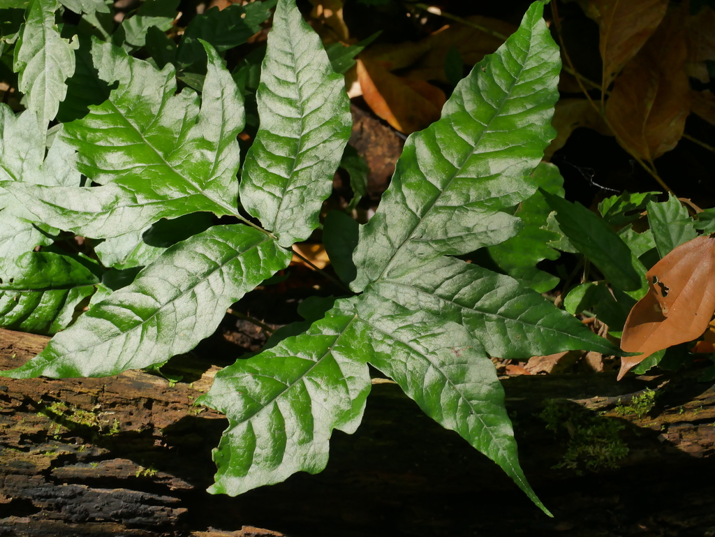 Tectaria polymorpha from 台灣苗栗縣 on January 2, 2021 at 01:24 PM by Jacy ...