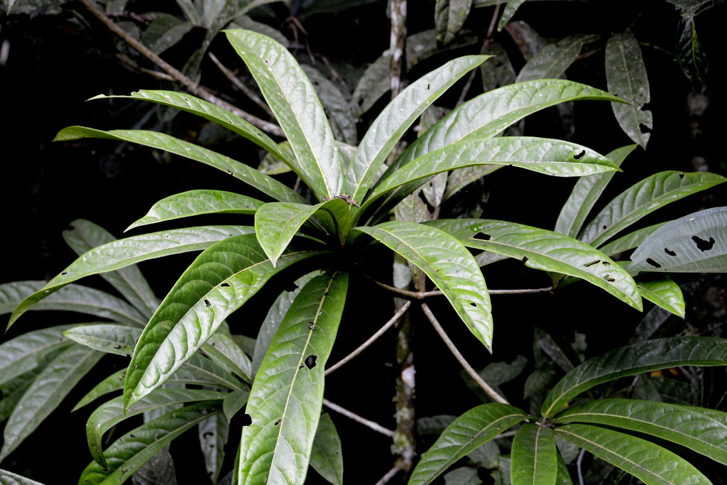 Aniba robusta from Cuzcungos,Supatá, Cundinamarca, Colombia on January 11, 2021 at 09:42 AM by ...