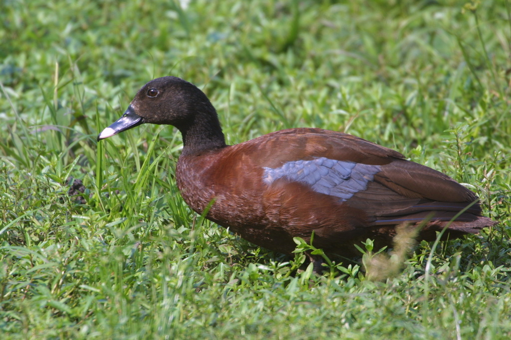 Hartlaub's Duck in December 2003 by Ebobo · iNaturalist