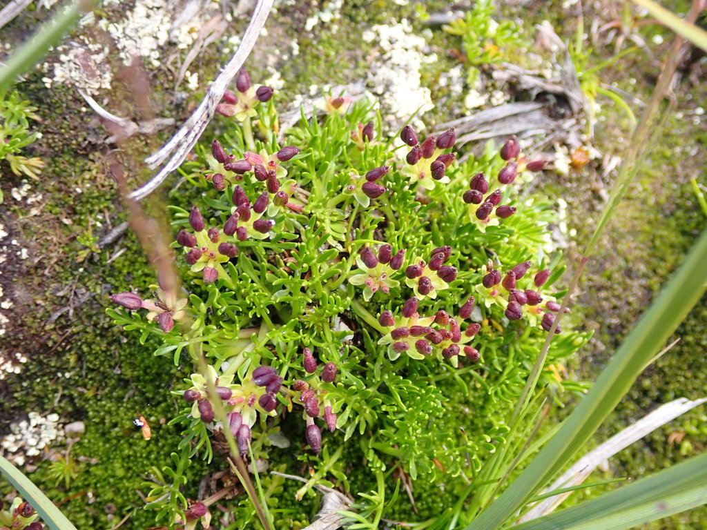 Chaerophyllum pulvinificum from Nelse VIC 3699, Australia on January 9 ...