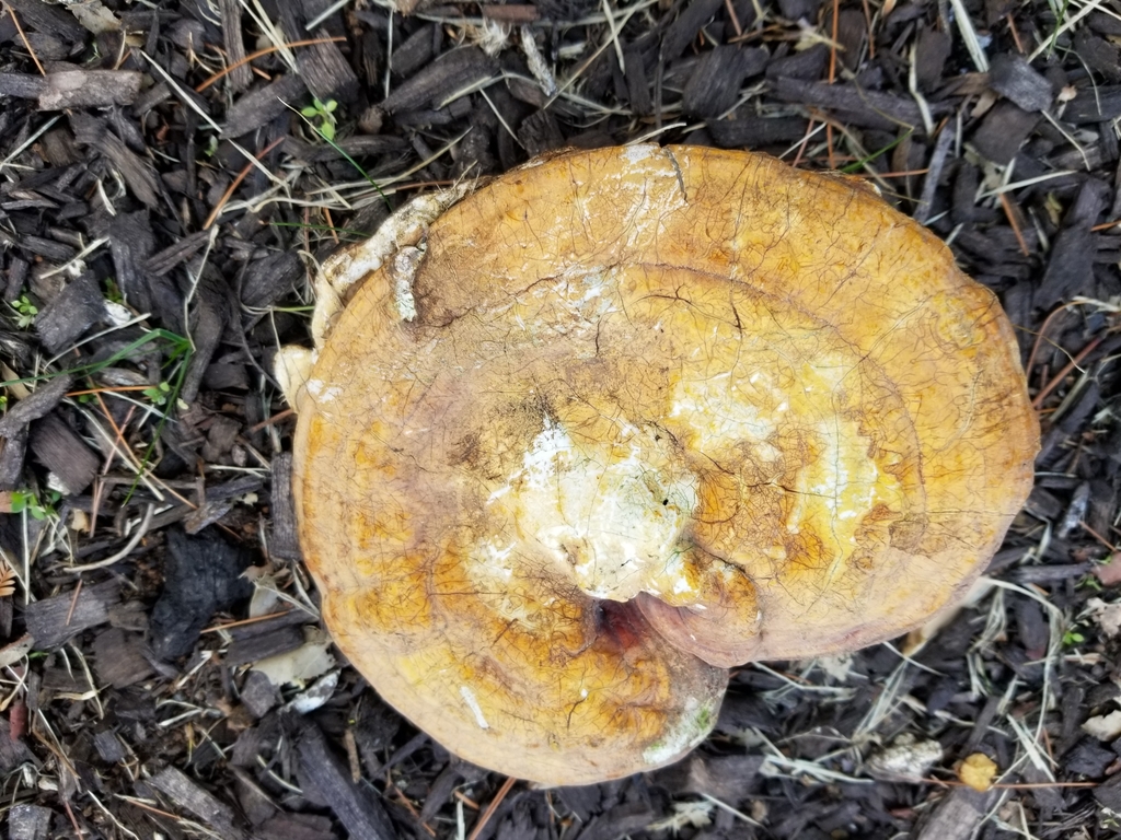 golden reishi from Savage, MD, USA on January 11, 2021 at 03:43 PM by ...