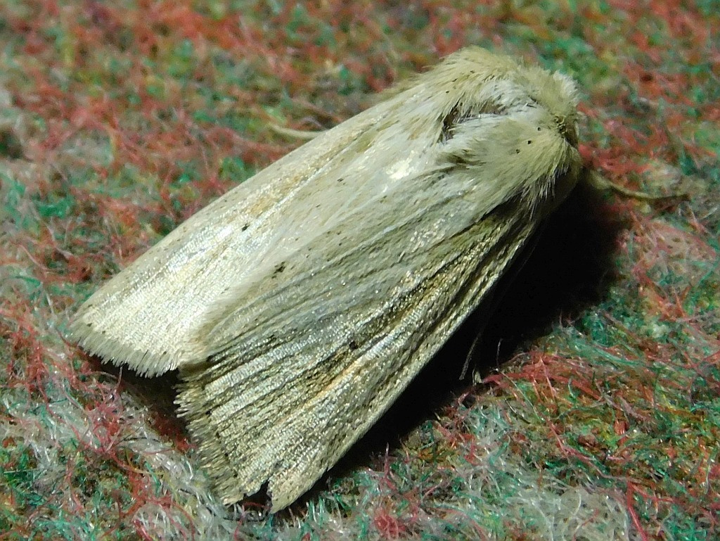 Leucania from Greyton, 7233, South Africa on January 9, 2021 at 01:07 ...