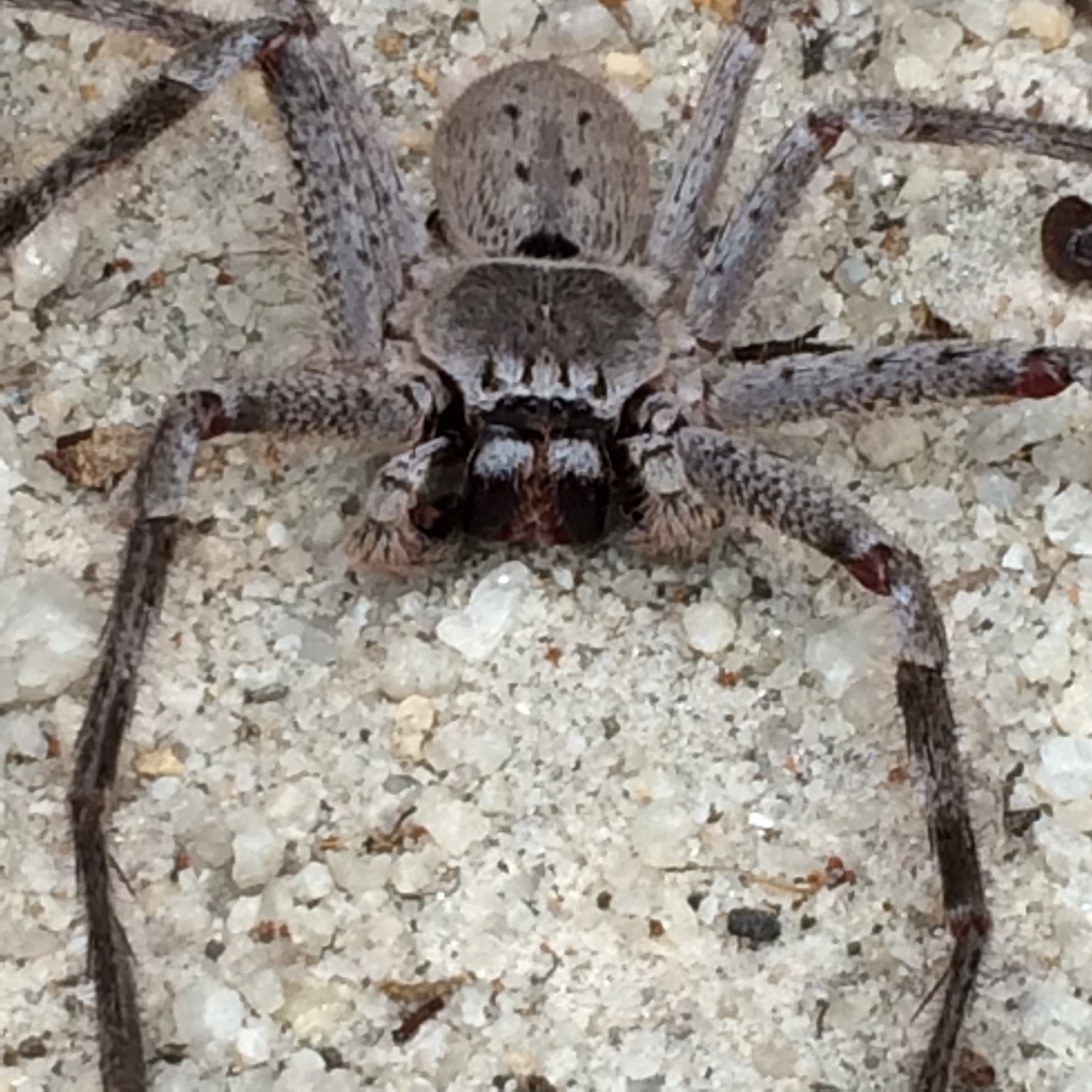 Mountain Huntsman from Melbourne VIC, Australia on January 12, 2021 at ...