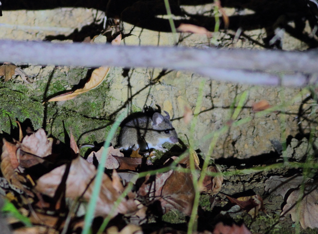 Black Sea Field Mouse (Apodemus ponticus) - Know Your Mammals