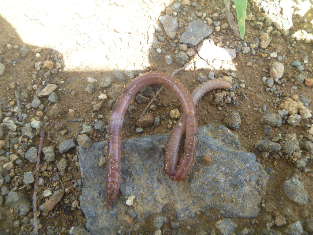 Common Earthworm from Sangre Grande Regional Corporation, Trinidad and ...