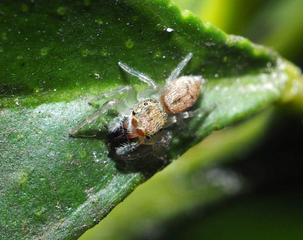 Cyclops Jumping Spider from Havelock North, New Zealand on January 12 ...