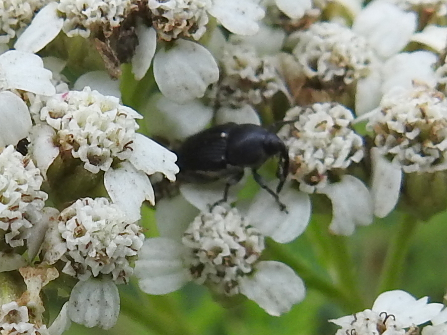 Daisy Flower Weevil from Jefferson County, NY, USA on July 16, 2020 at ...