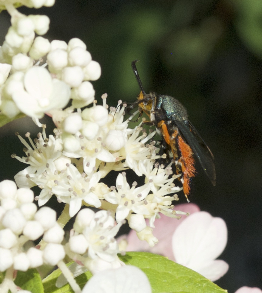 Squash Vine Borer from 1840 London Line, Sarnia, ON N7T 7H2, Canada on ...