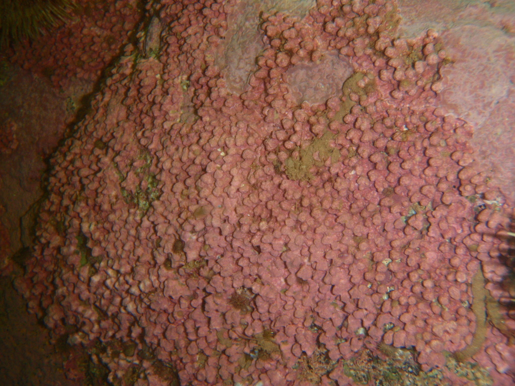 Crustose coralline algae (Lithothamnion) - Botanical Realm