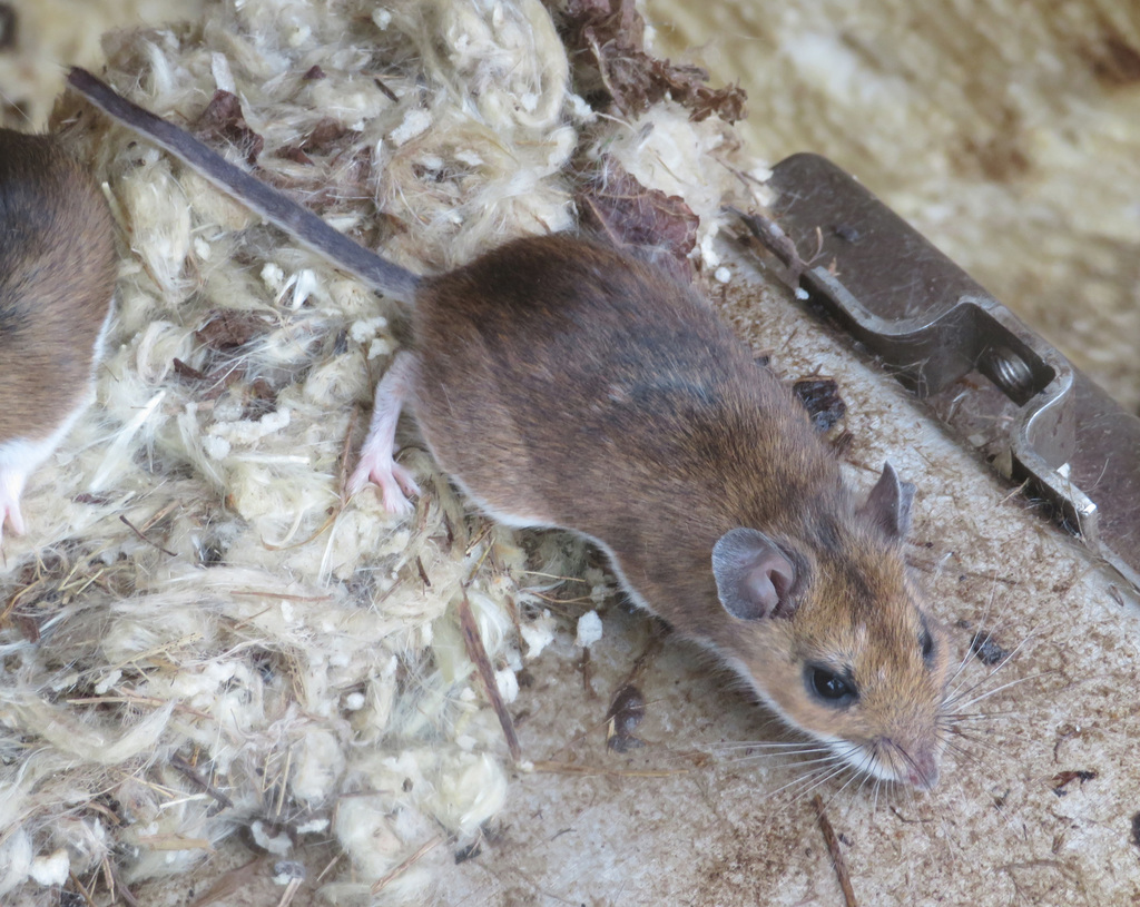 Deer Mouse from Silver Spring, MD, USA on January 11, 2021 at 01:54 PM ...
