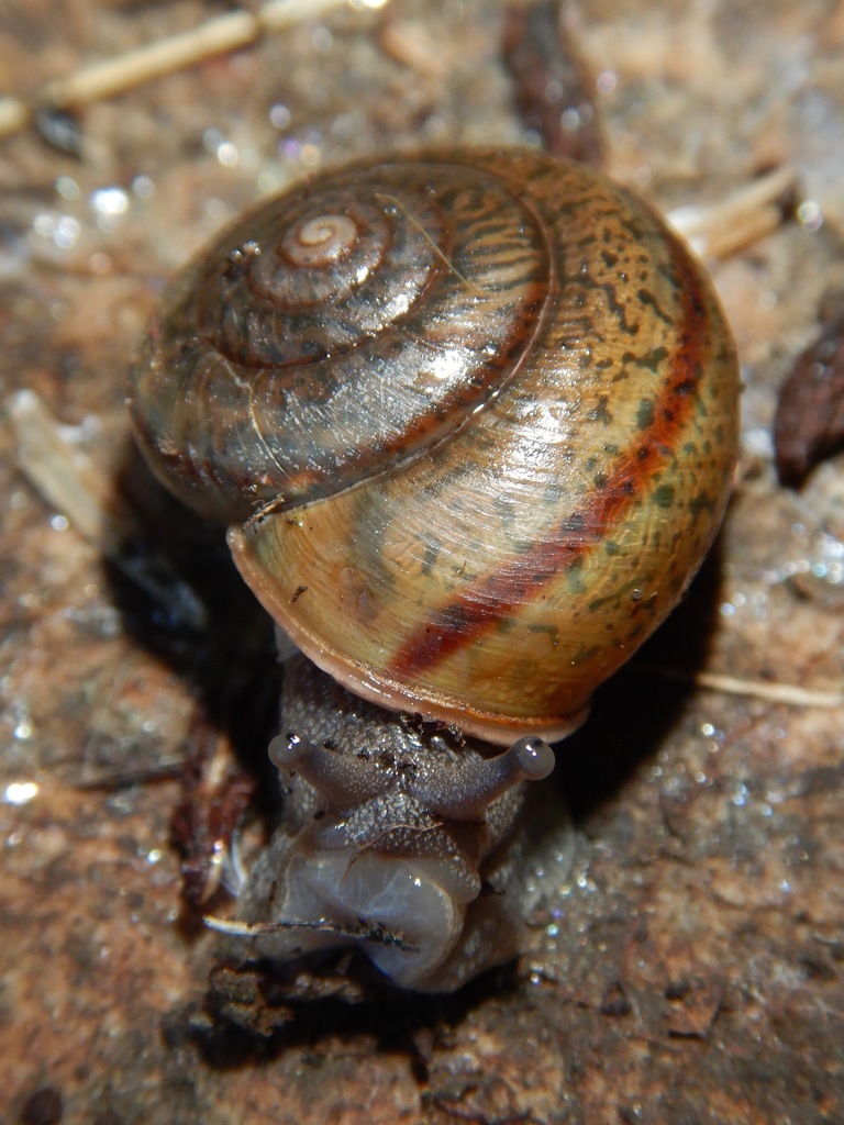 Transverse Range Shoulderband Snail (Gastropods of the United States Pt ...