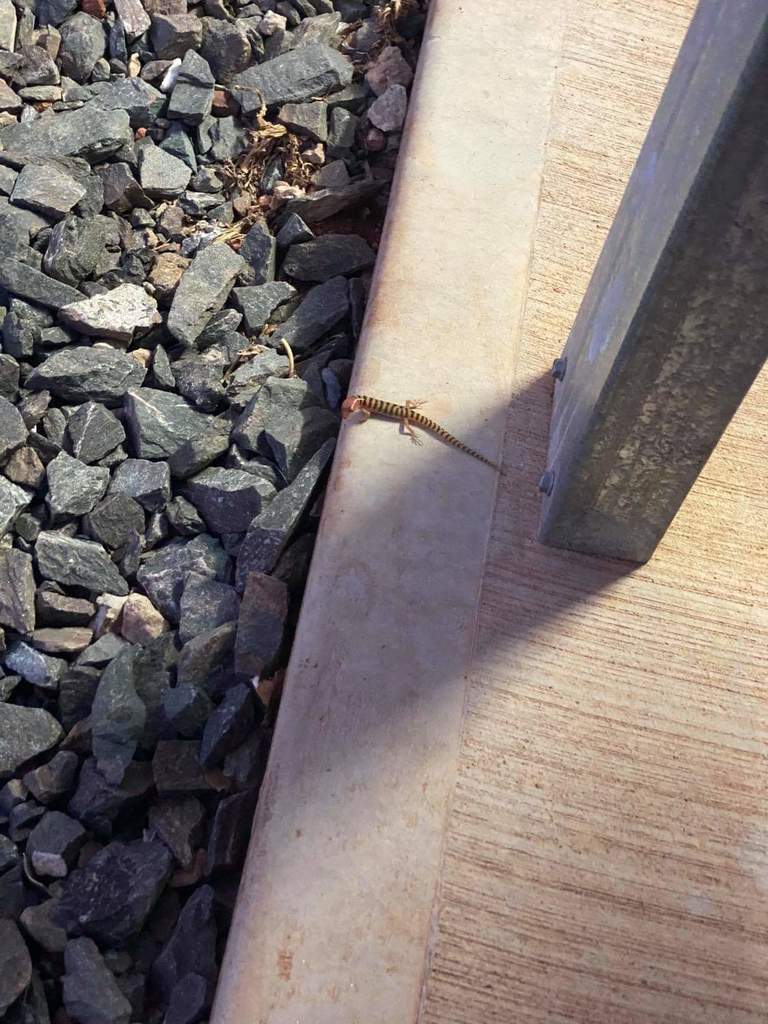 Broad-banded Sand-swimmer from Kookynie WA 6431, Australia on January 7 ...