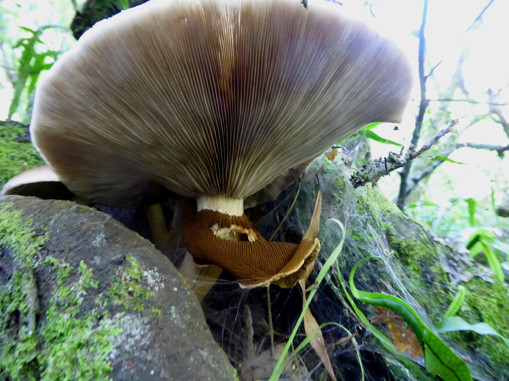 Cyclocybe parasitica from Gordon Park Scenic Reserve, Okoia, New ...