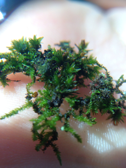 Starry Bristle Moss (Orthotrichum stellatum) - Botanical Realm
