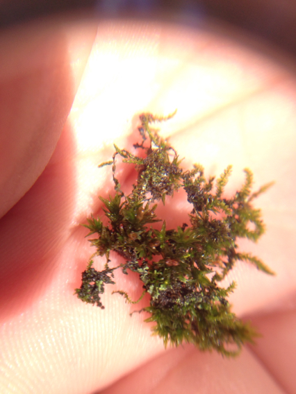 Starry Bristle Moss (Orthotrichum stellatum) - Botanical Realm