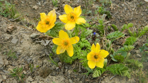 Trollius acaulis · NaturaLista Colombia