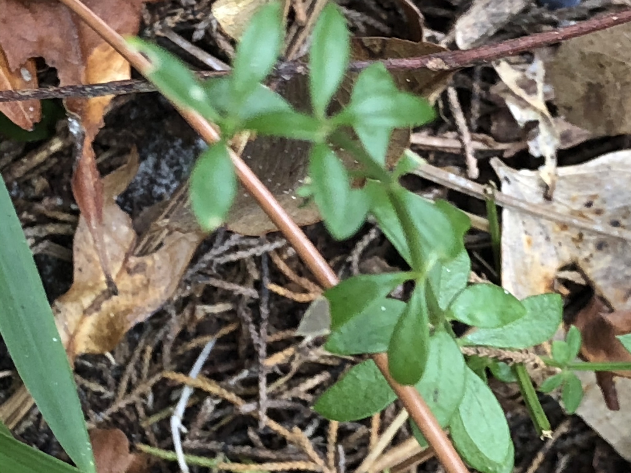 Galium bermudense L.