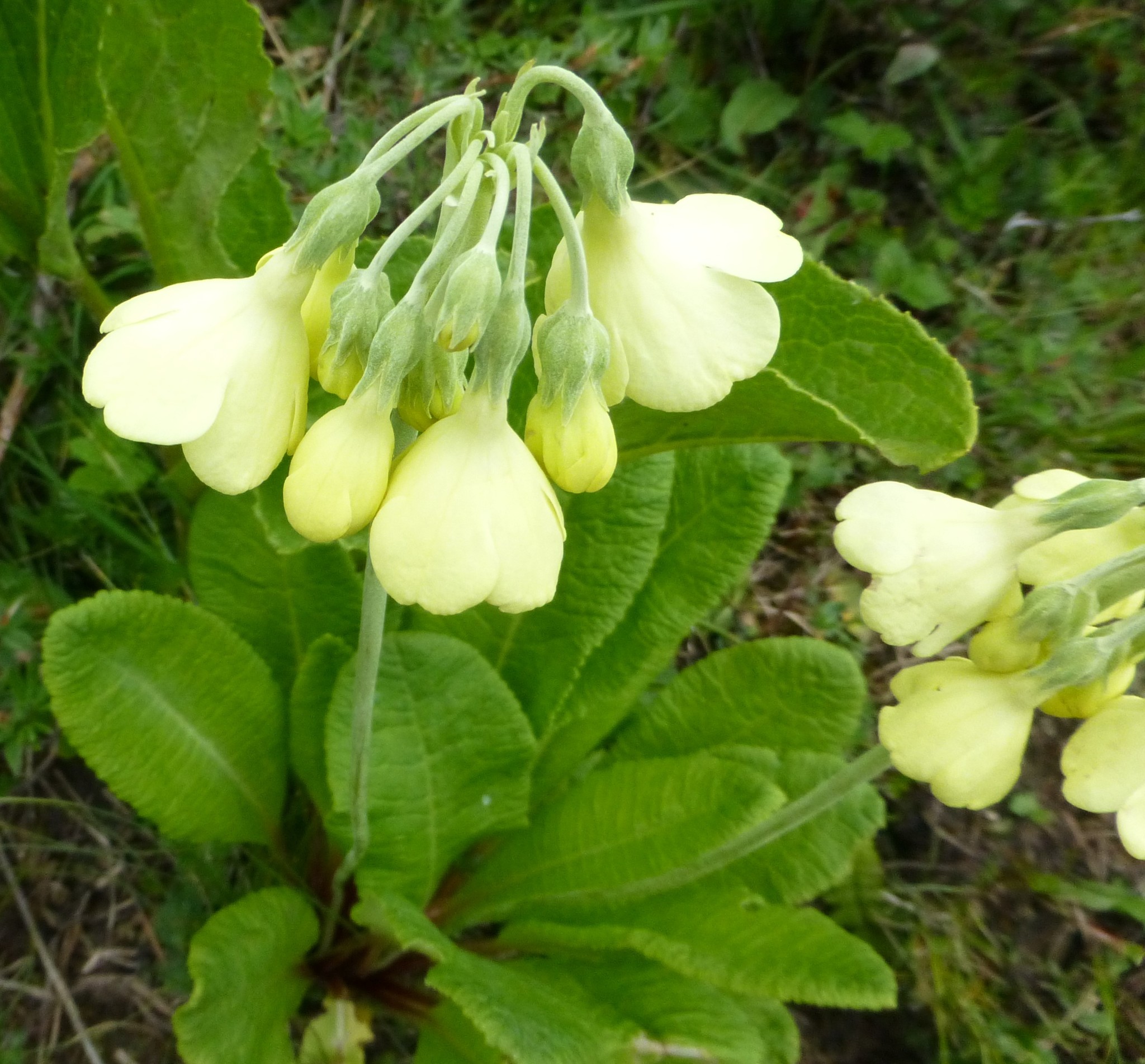 Primula sikkimensis Hook.