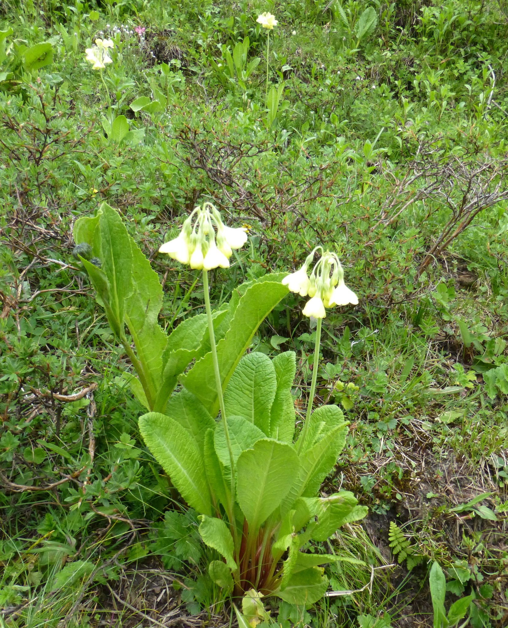 Primula sikkimensis Hook.