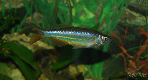 Giant Danio Full Grown