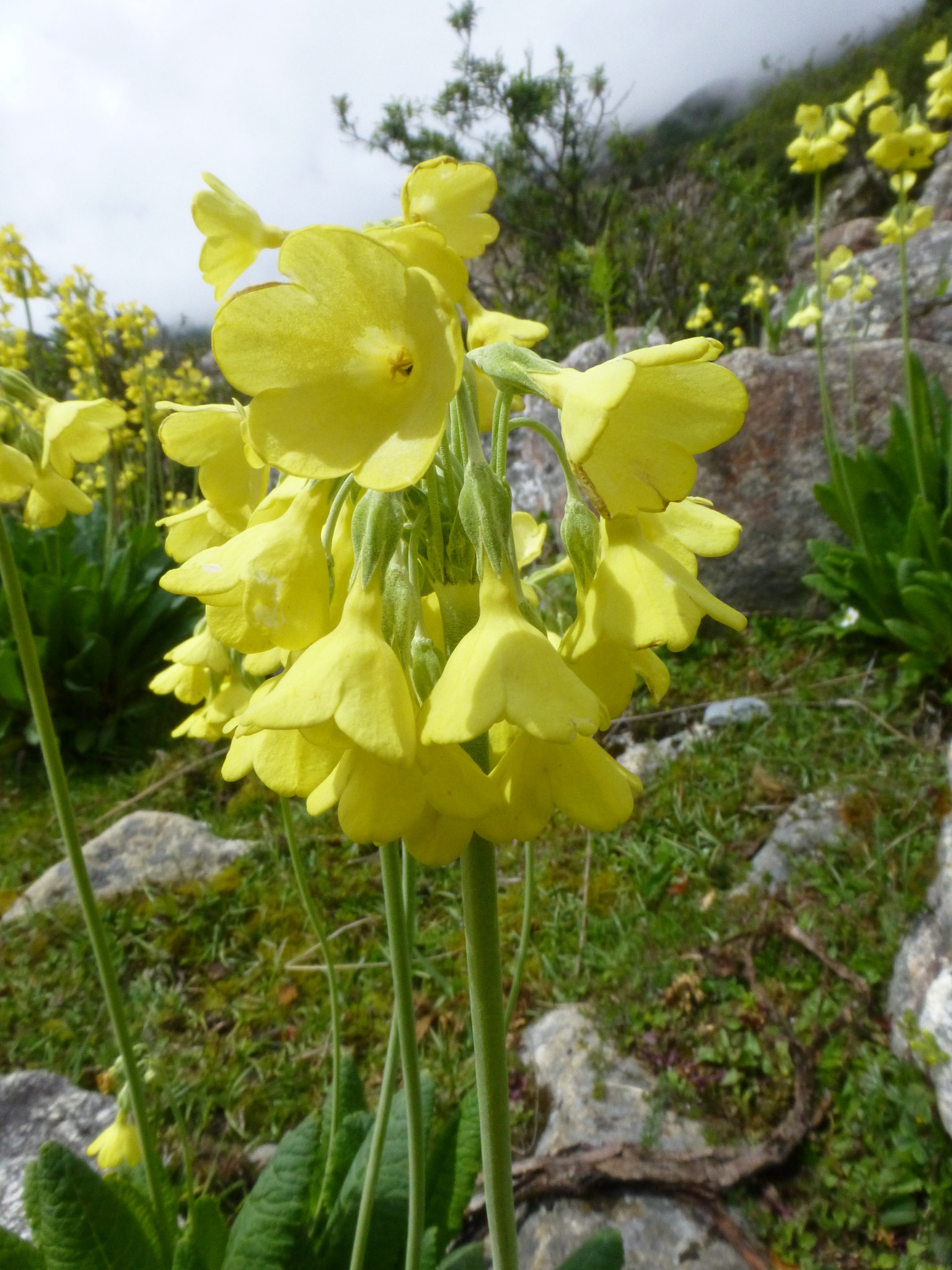 Primula sikkimensis Hook.