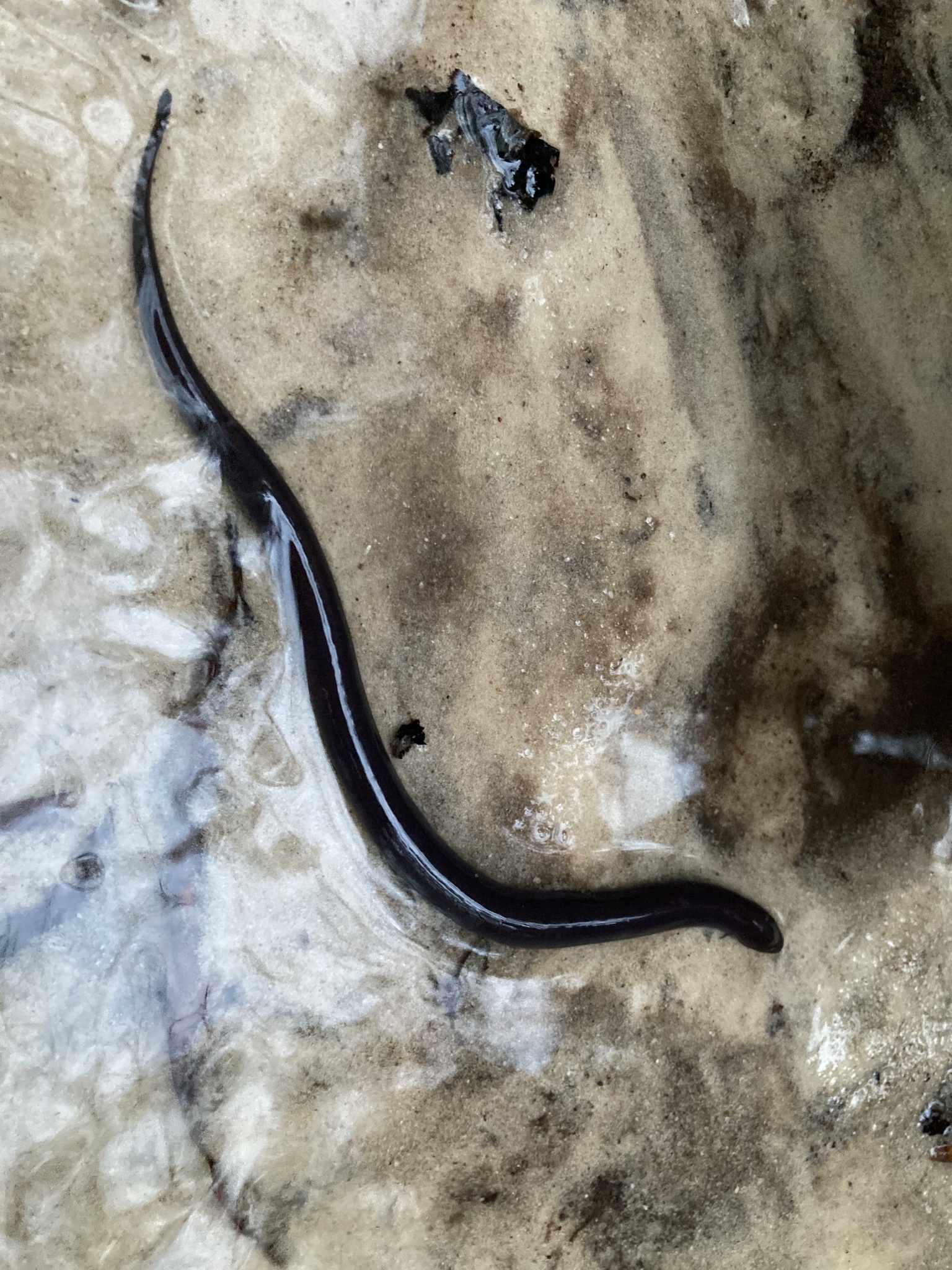 Amphiuma pholeter Neill, 1964