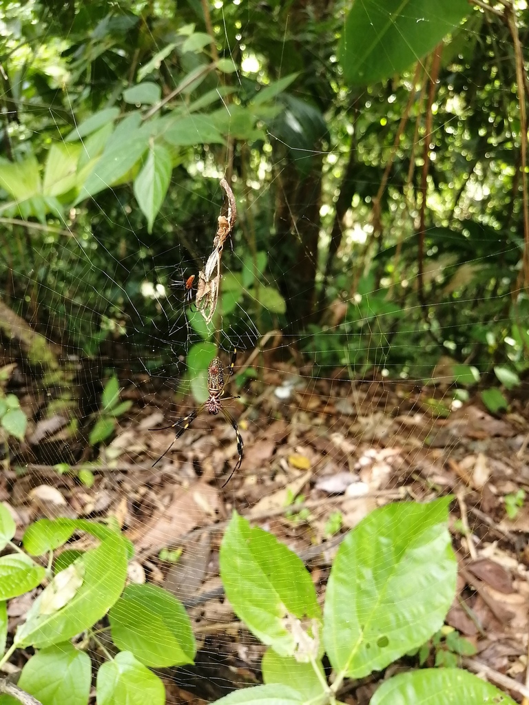 Golden Silk Spider from Golfito, Puntarenas, Costa Rica on January 10 ...