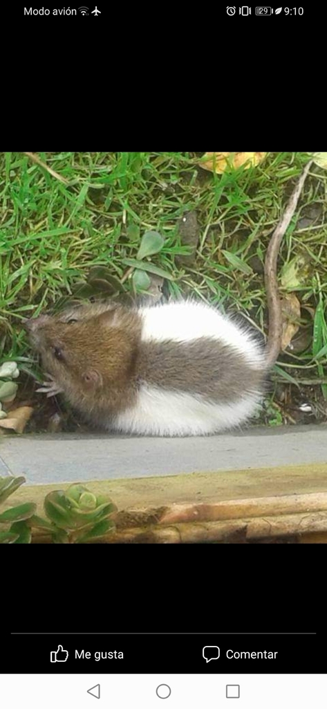 Mice, Rats, and Hamsters from Los Salados, Retiro, Antioquia, Colombia ...