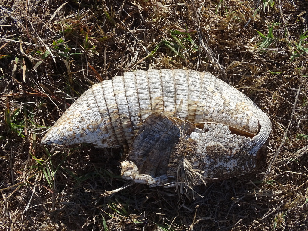 Nine-banded Armadillo from El Arenal, Jal., México on January 5, 2021 ...