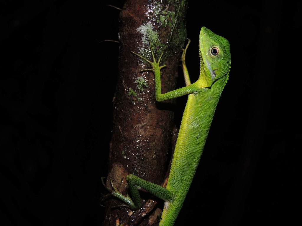 Mount Raya Green Crested Lizard (Bronchocela rayaensis) - Snakes and ...
