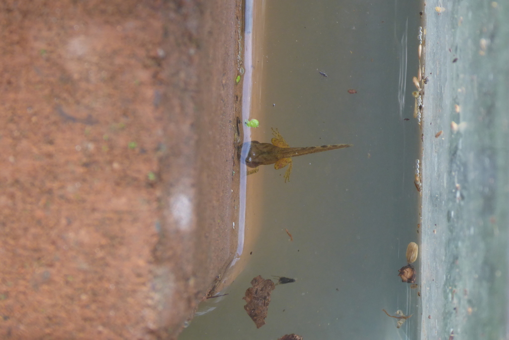 Spring Peeper from Sauk County, WI, USA on July 14, 2019 at 07:46 PM by ...