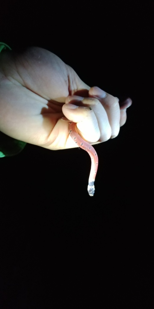 Red Coffee Snake in January 2018 by Jed Smith · iNaturalist