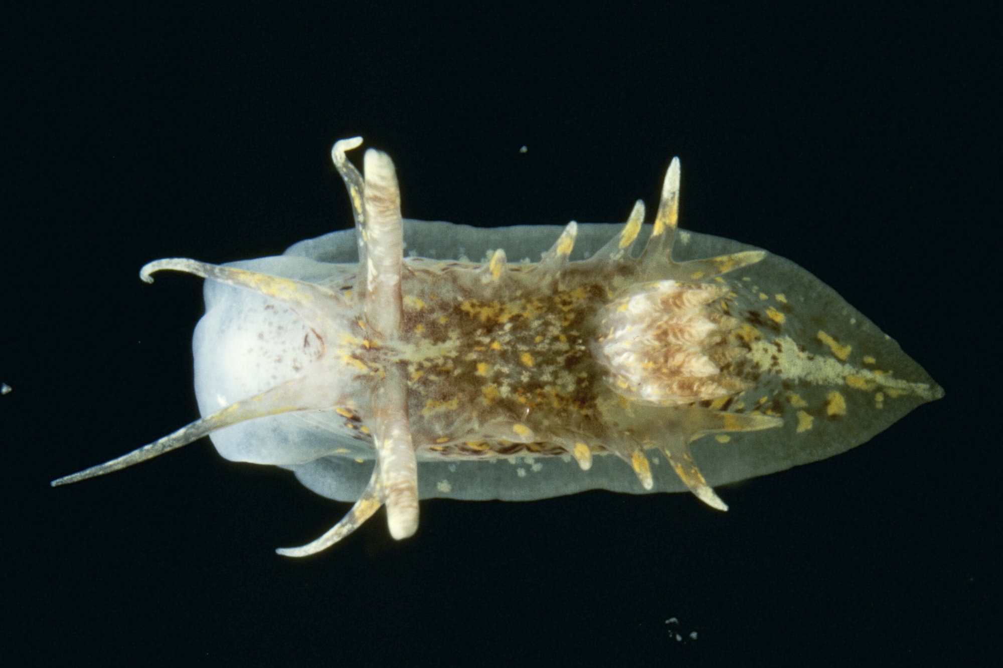 Okenia aspersa (Alder & Hancock, 1845)