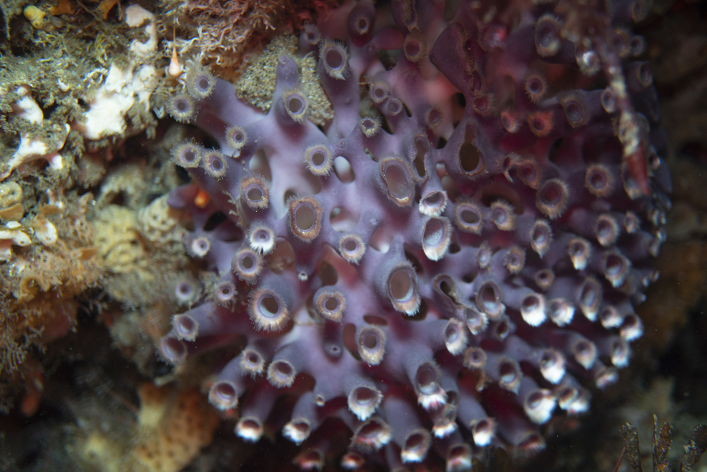 Vosmaeropsis wilsoni from Victoria, Australia on January 11, 2021 at 01 ...