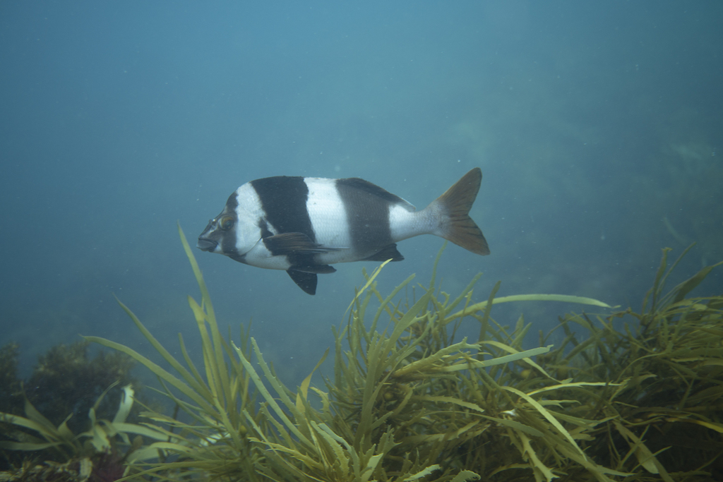 Magpie Perch from Victoria, Australia on January 11, 2021 at 01:24 PM ...