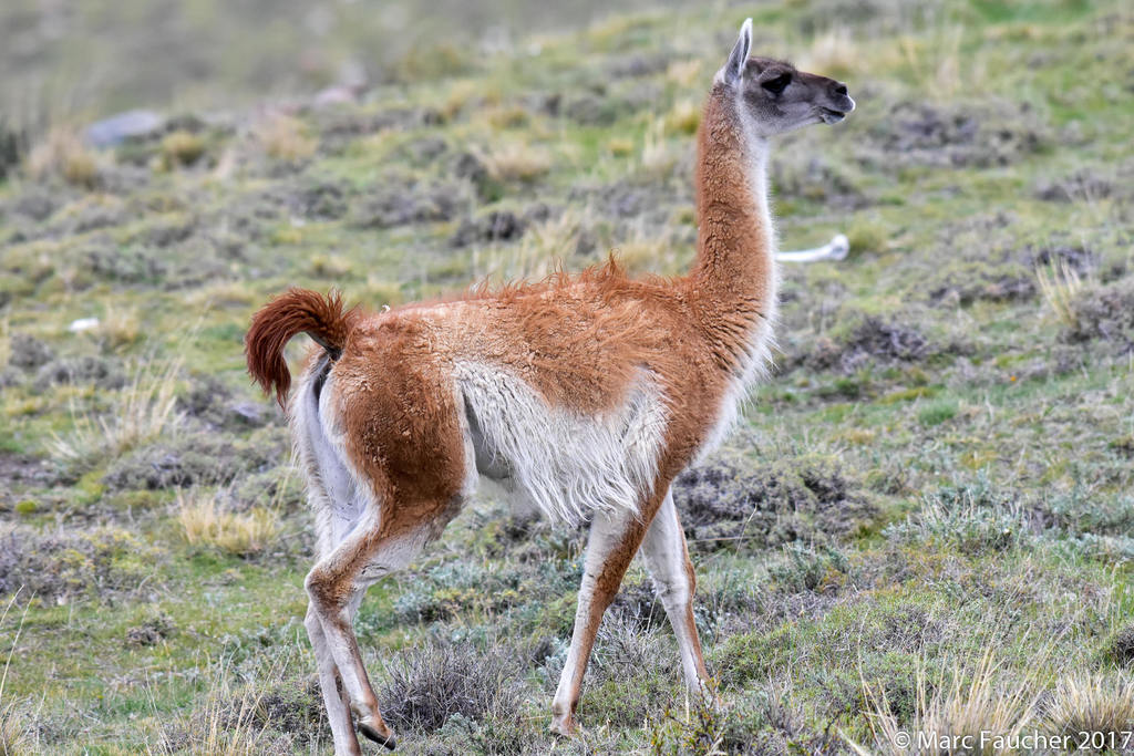 Camelids (Camelidae) - Know Your Mammals