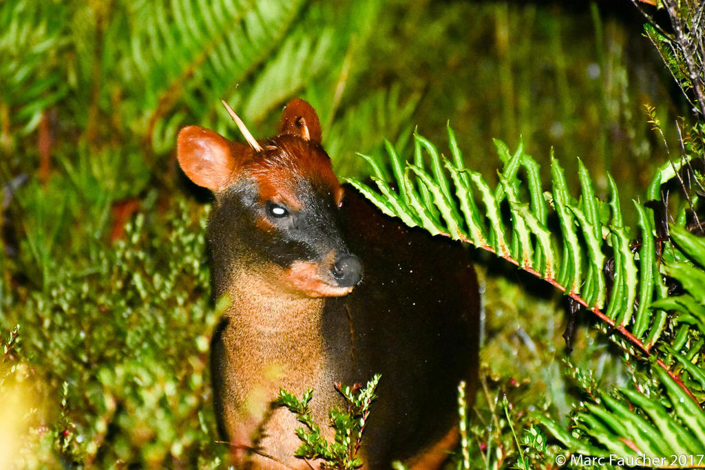 Southern Pudú (Pudu puda) - Know Your Mammals