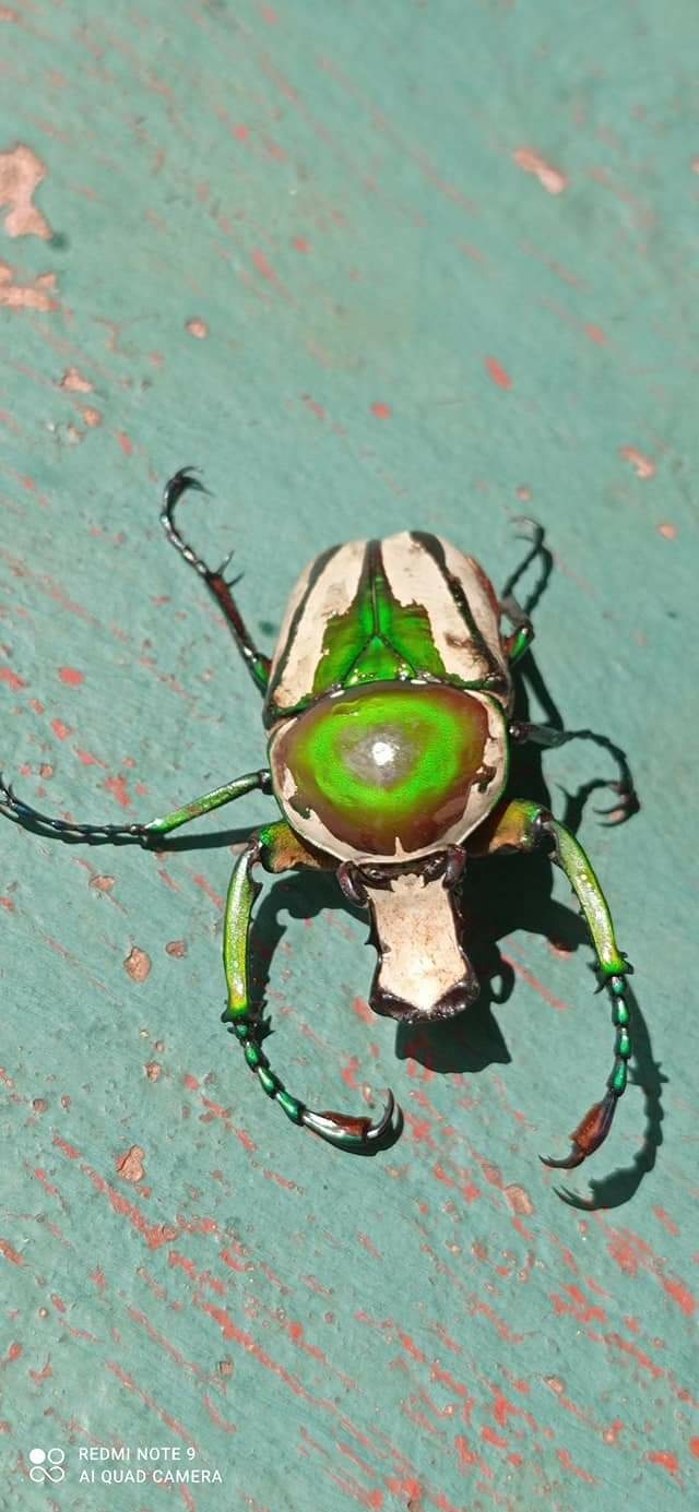 Rhamphorrhina splendens (Bertoloni, 1855)