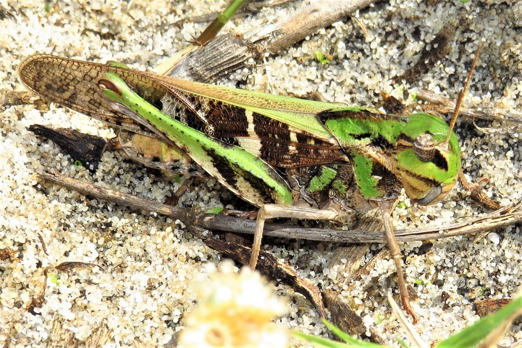 Australian Yellow-winged Locust from Bermagui NSW 2546, Australia on ...