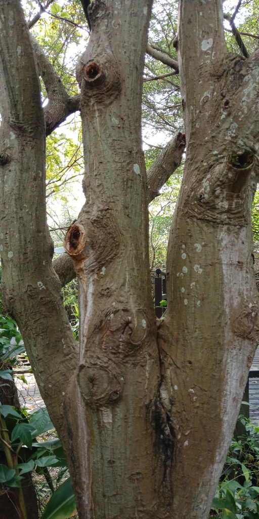 Indian coral tree from 台灣台北市北投區關渡 on January 12, 2021 at 12:26 PM by ...