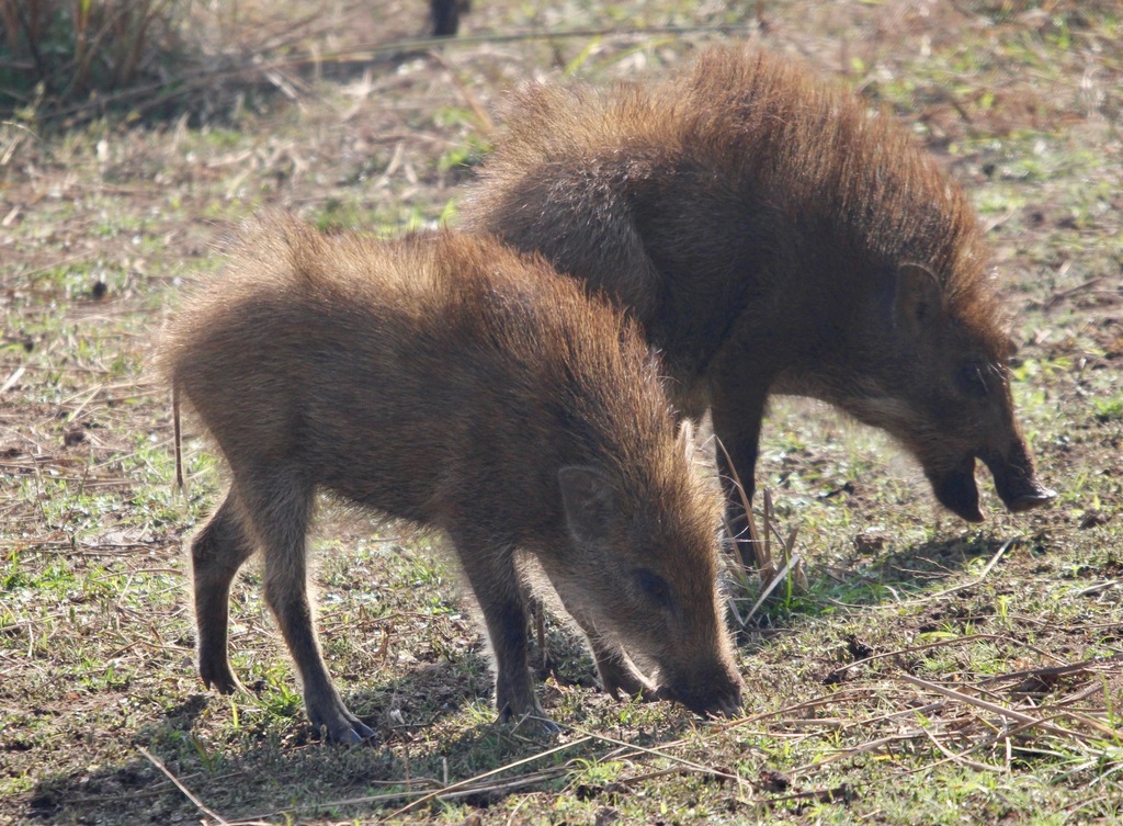 Indian Boar (Sus scrofa cristatus) - Know Your Mammals