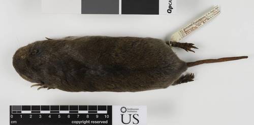 Southeastern Pocket Gopher (Camp Bayou Field Guide) · iNaturalist