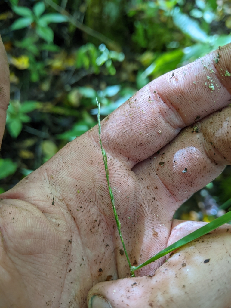 drooping woodreed in September 2020 by dsiripoonsup · iNaturalist