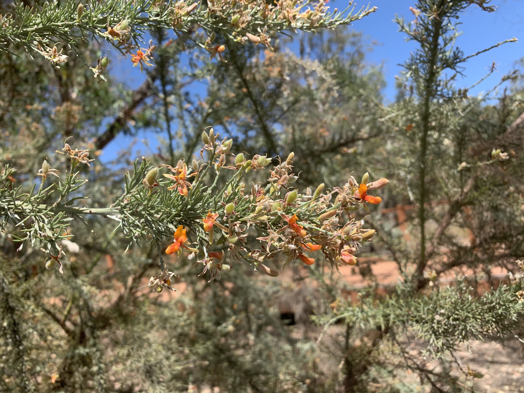 Jacksonia furcellata (Bonpl.) DC.
