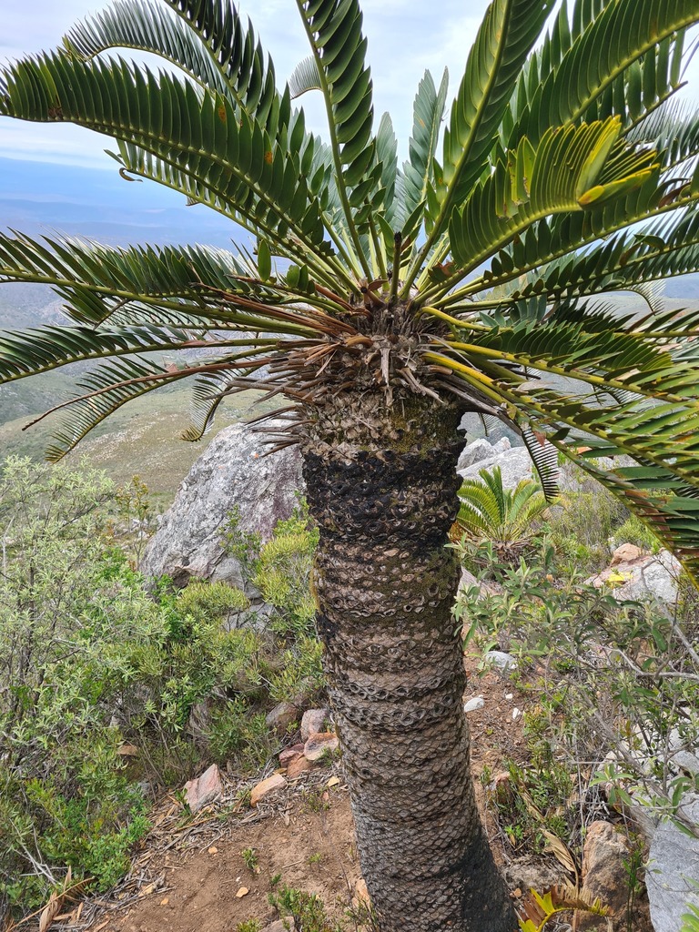 Cycads (Cycadales) - Botanical Realm