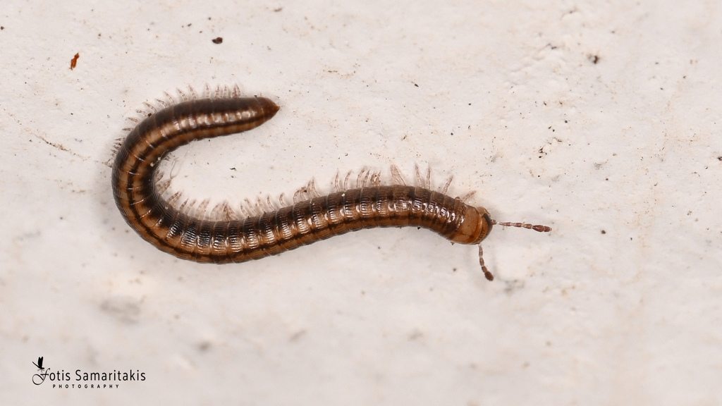 Short Snake Millipedes (Millipedes of southern Africa) · iNaturalist