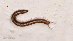 Millipedes of southern Africa · iNaturalist